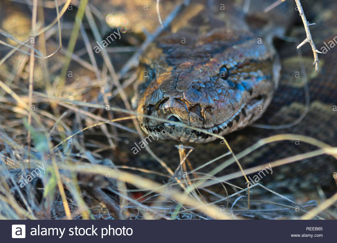 Canoneos Stock Photos & Canoneos Stock Images - Alamy