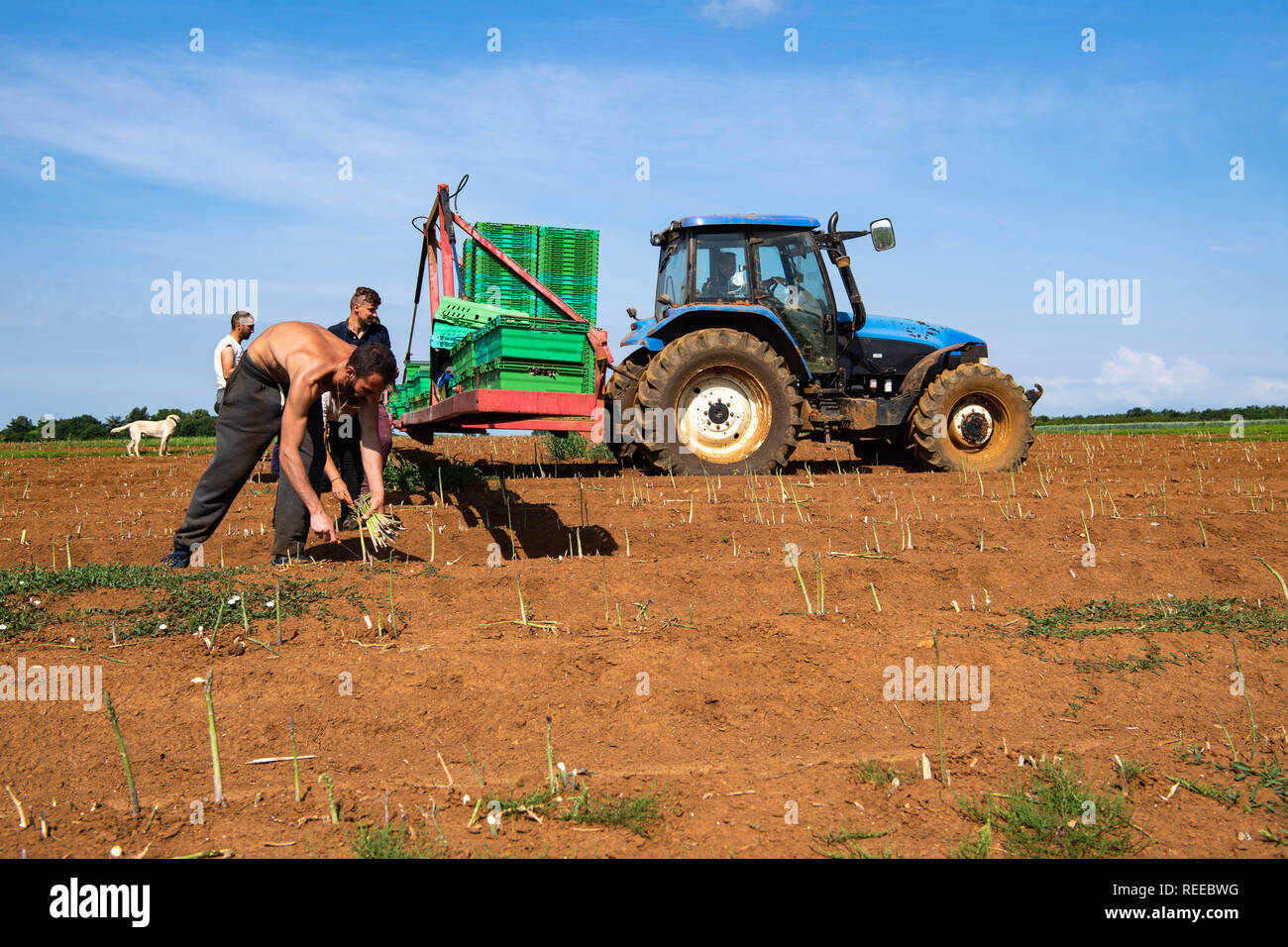 European workers harvesting the Asparagus crop on a farm in the UK ...