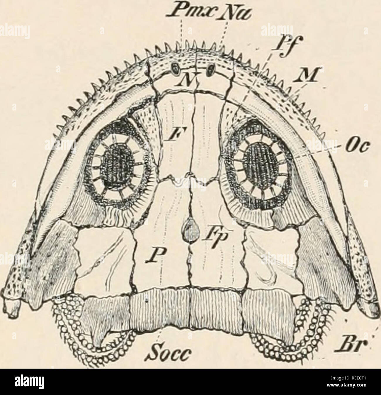 . Comparative anatomy of vertebrates. Anatomy, Comparative; Vertebrates ...
