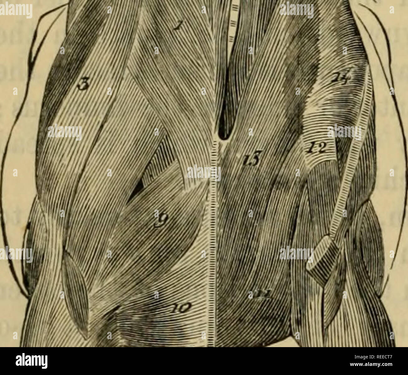 . The comparative anatomy of the domesticated animals. Veterinary ...