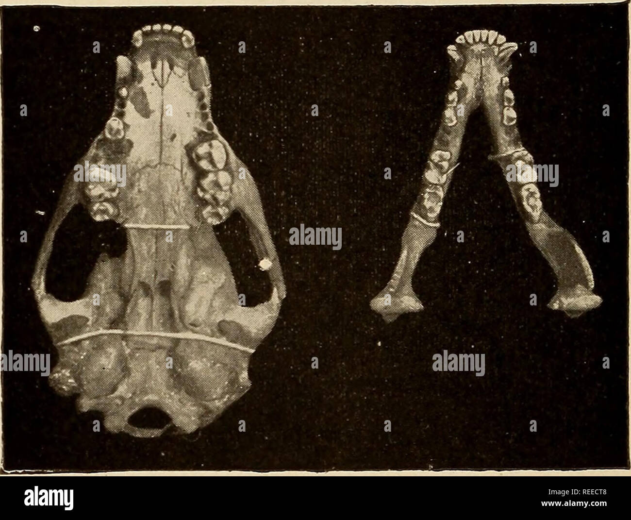 . Comparative dental anatomy. Teeth; Dentistry. 152 COMPARATIVE DENTAL ...