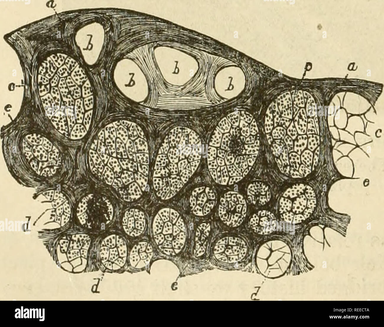 . The comparative anatomy of the domesticated animals. Veterinary ...