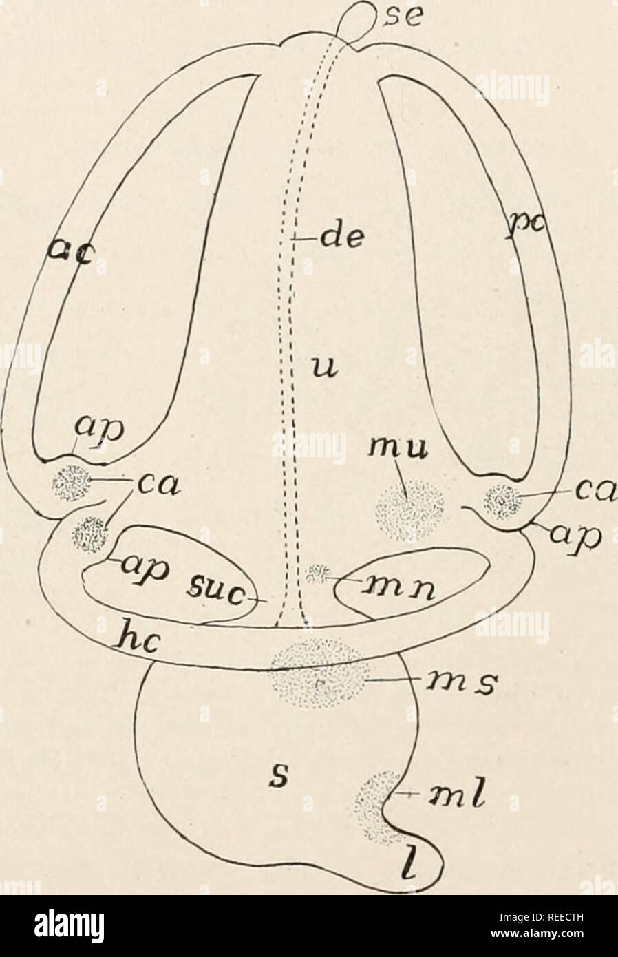 . Comparative anatomy of vertebrates. Anatomy, Comparative; Vertebrates ...