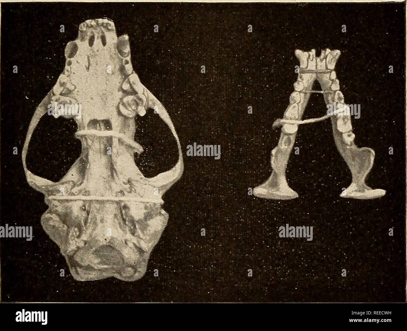 Skunk teeth hi-res stock photography and images - Alamy