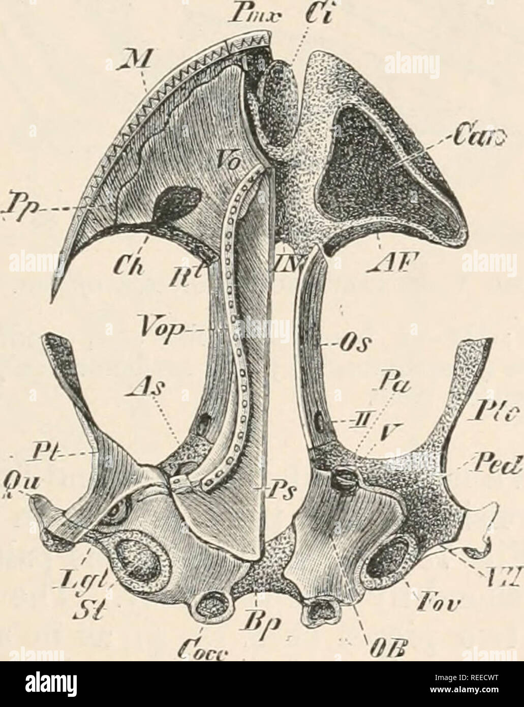 . Comparative anatomy of vertebrates. Anatomy, Comparative; Vertebrates ...