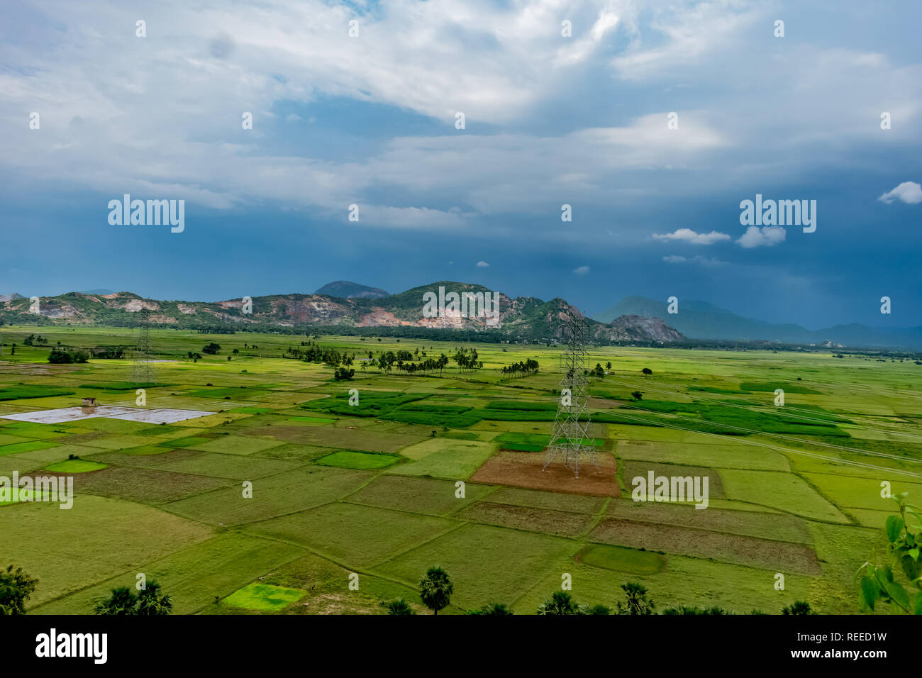 awesome top view of greenery grassland of paddy farm land with electric ...