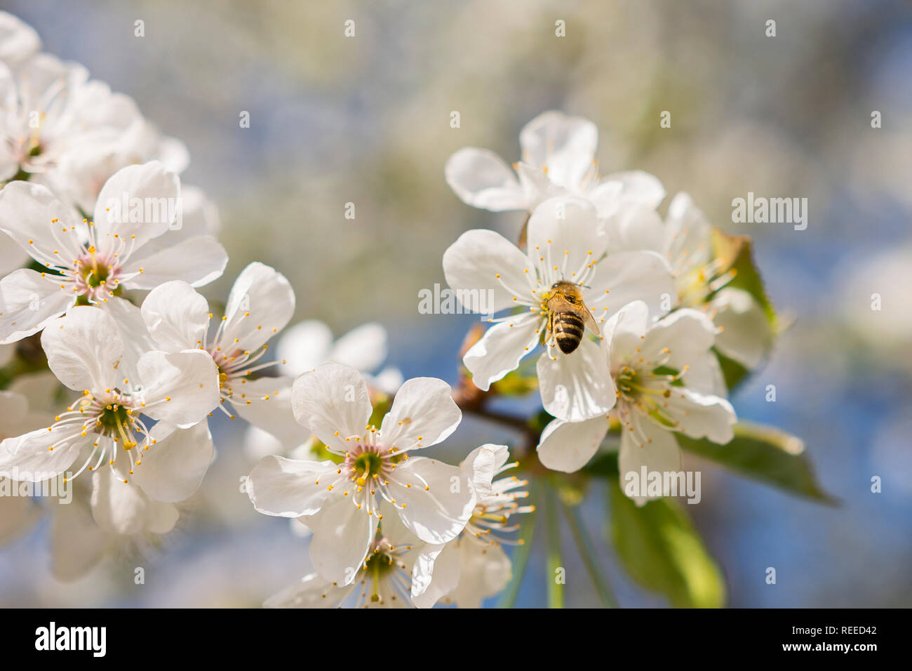 bee on blossom tree Stock Photo - Alamy