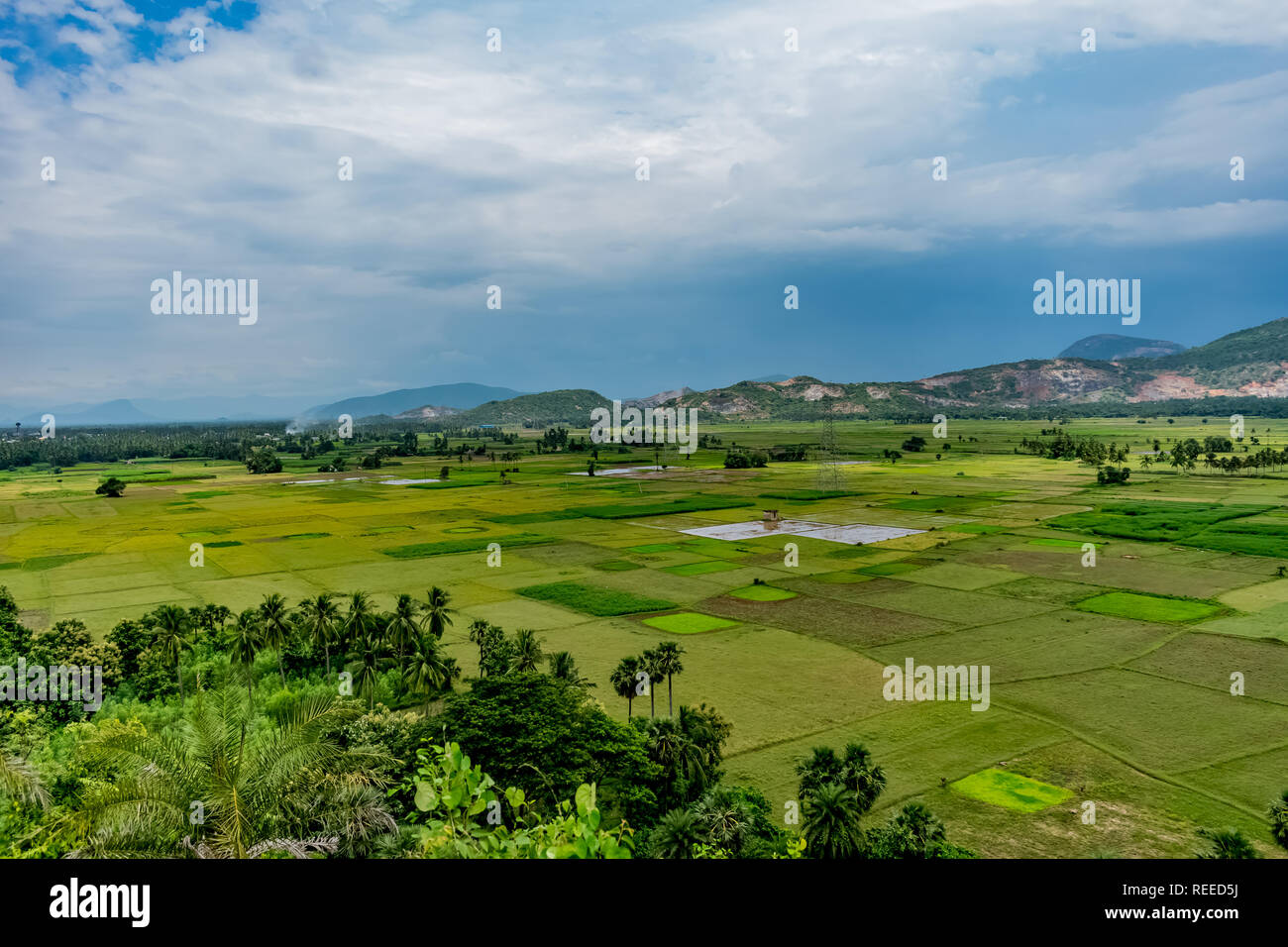 awesome top view of greenery grassland of paddy farm land with electric ...