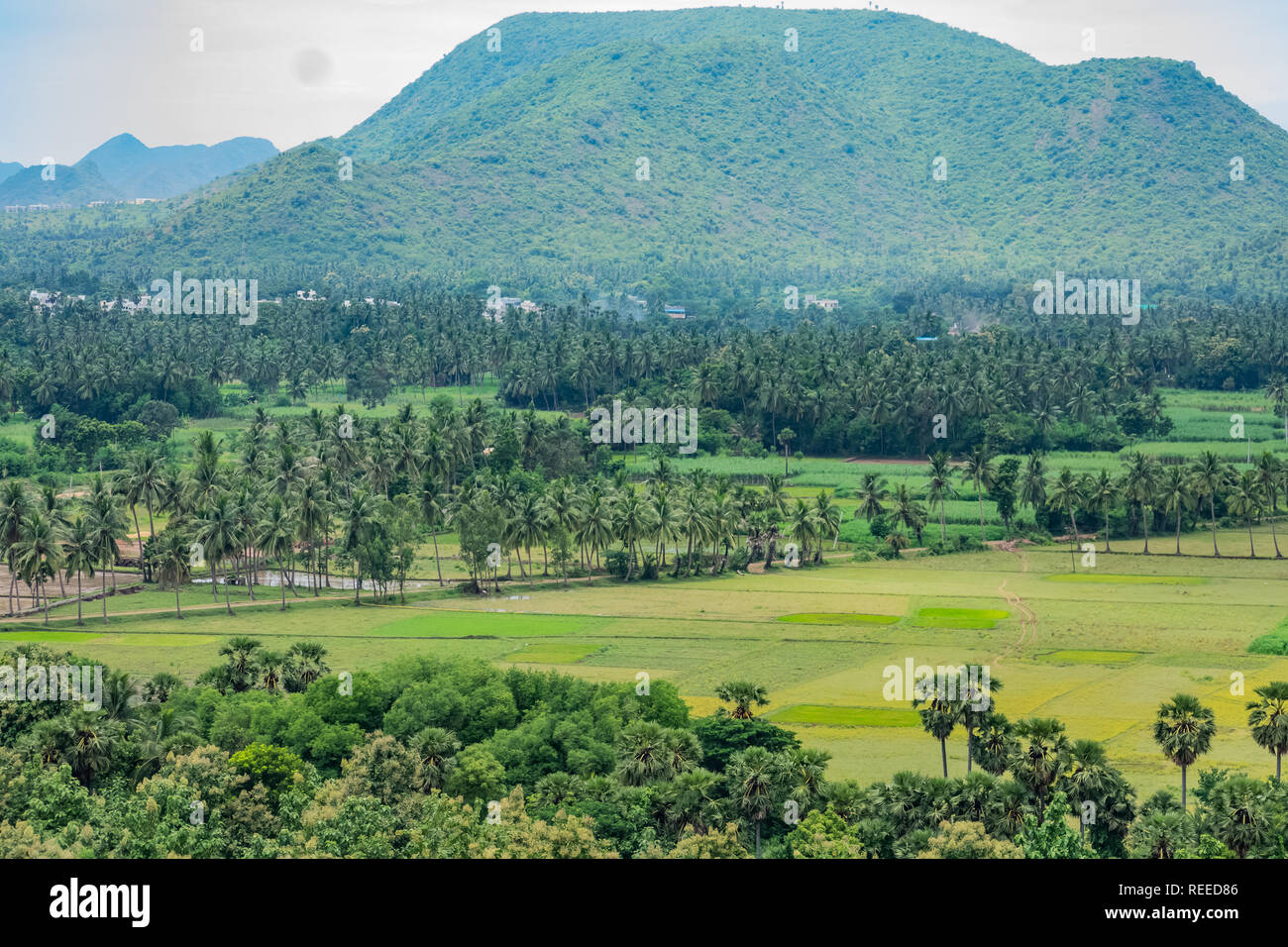 Awesome landscape view of coconut trees garden with paddy farming ...