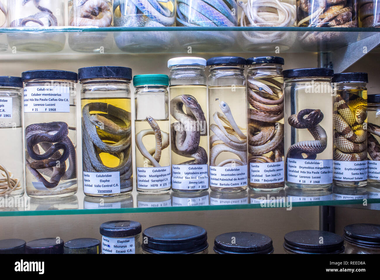 Dead snakes in alcohol hi-res stock photography and images - Alamy