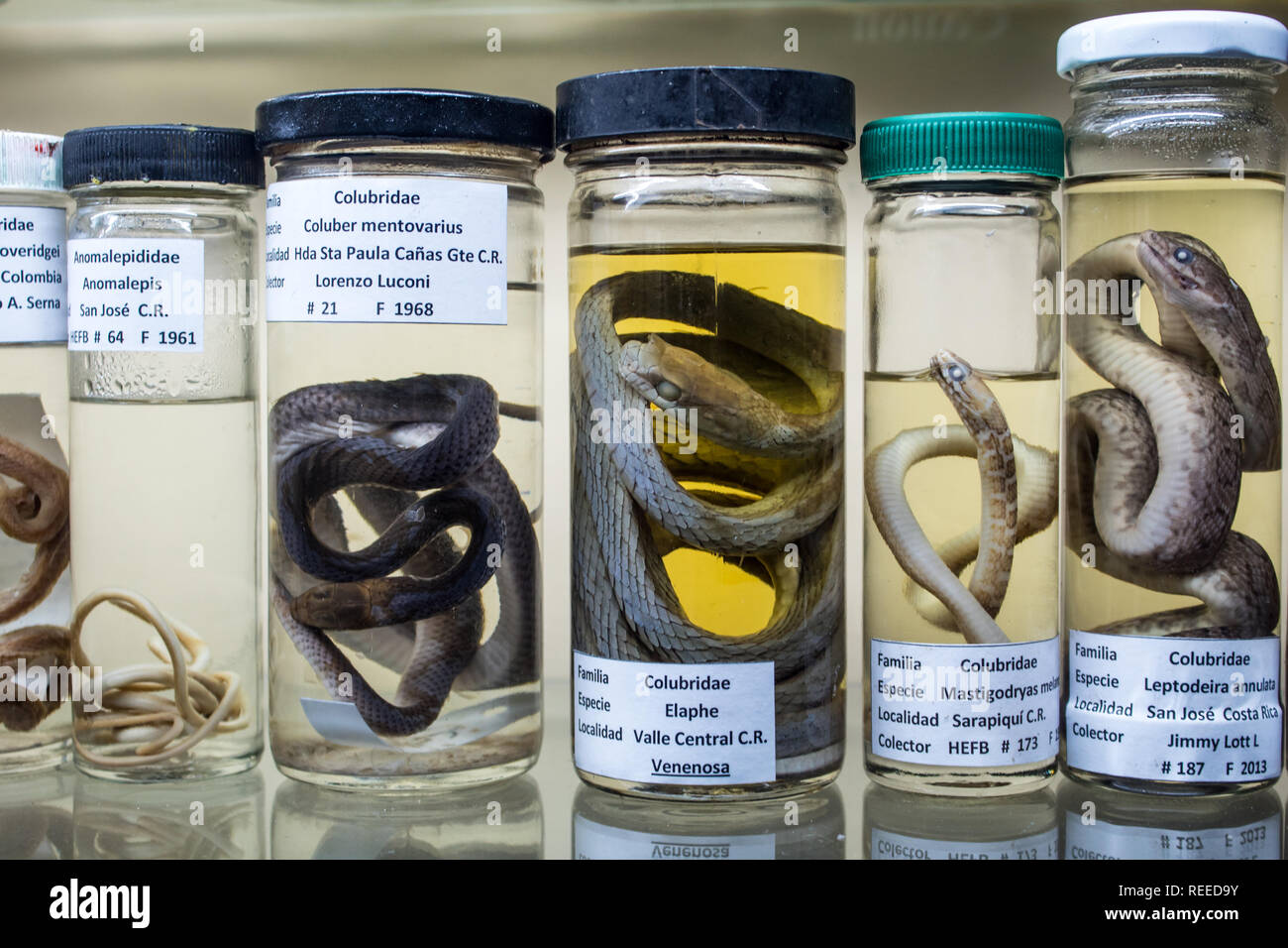 Specimen jars museum of hi-res stock photography and images - Alamy