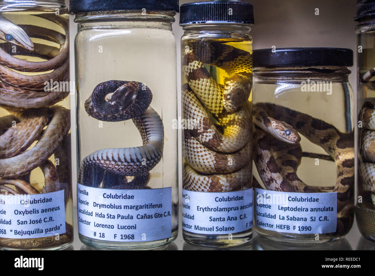 Specimen jars museum of hi-res stock photography and images - Alamy