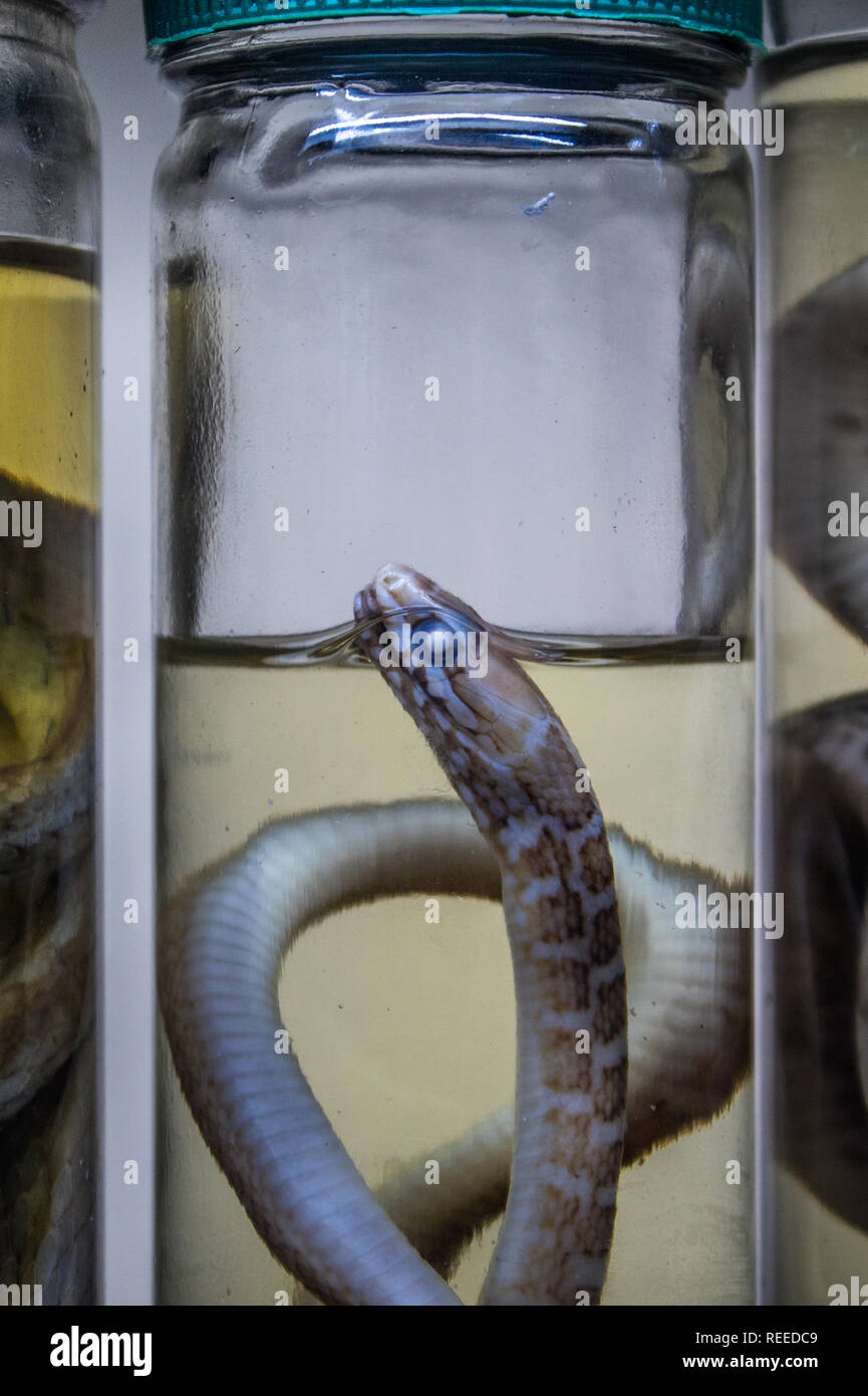Snake in formaldehyde hi-res stock photography and images - Alamy