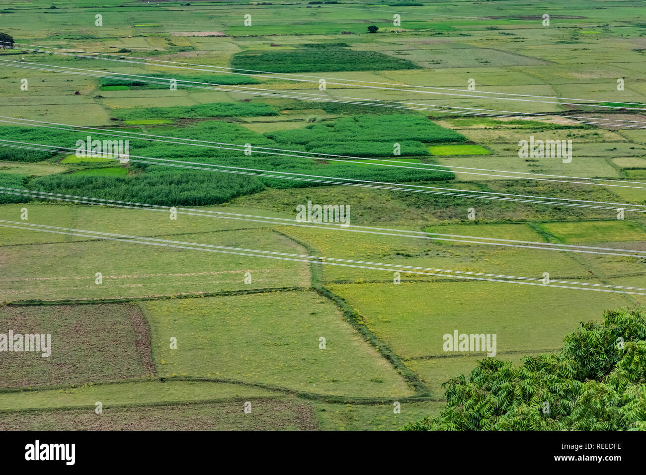 electrical transmission crosses greenery paddy field looking awesome in ...