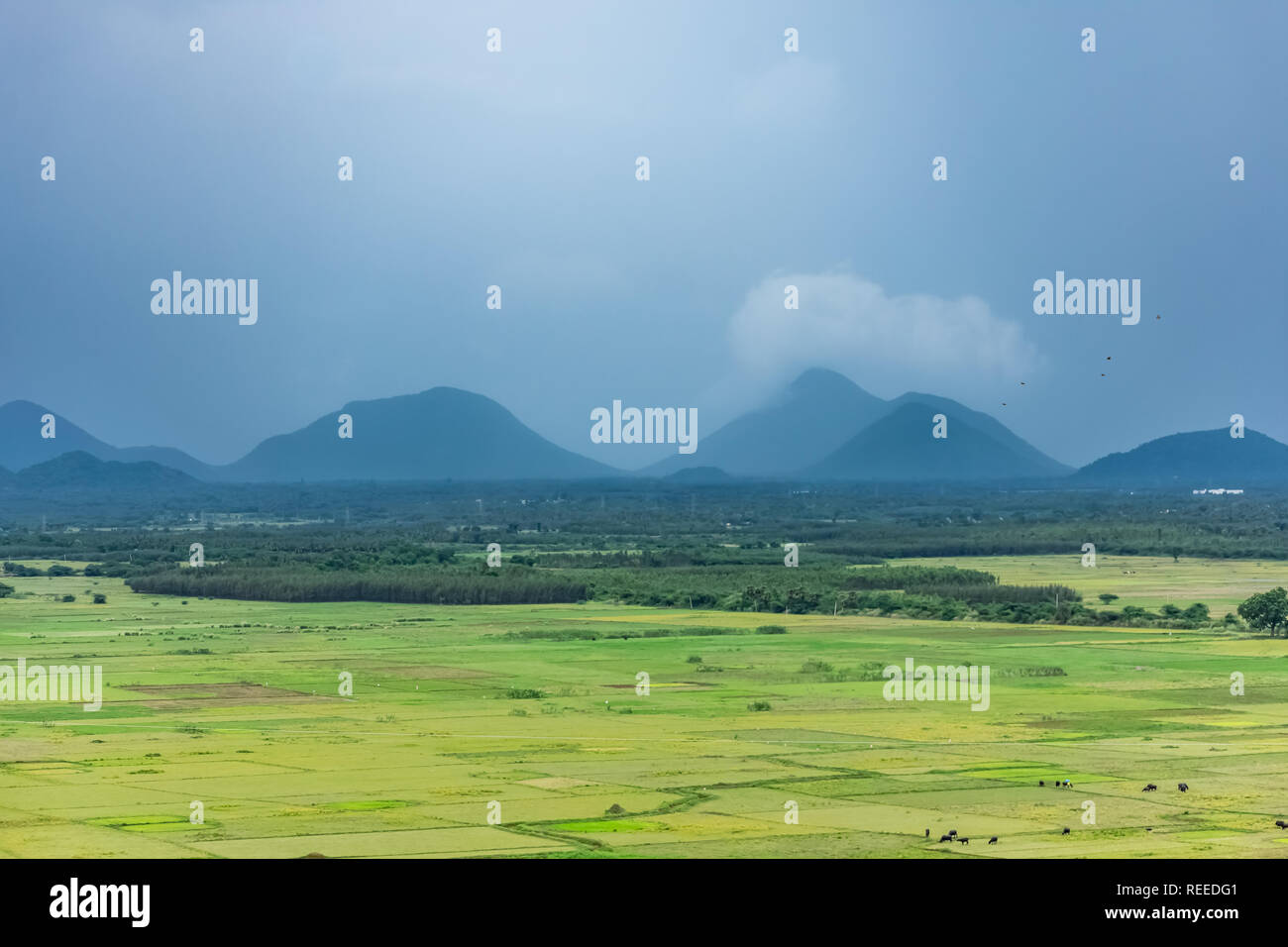 awesome top view of greenery field with with greenery forest & mountain ...