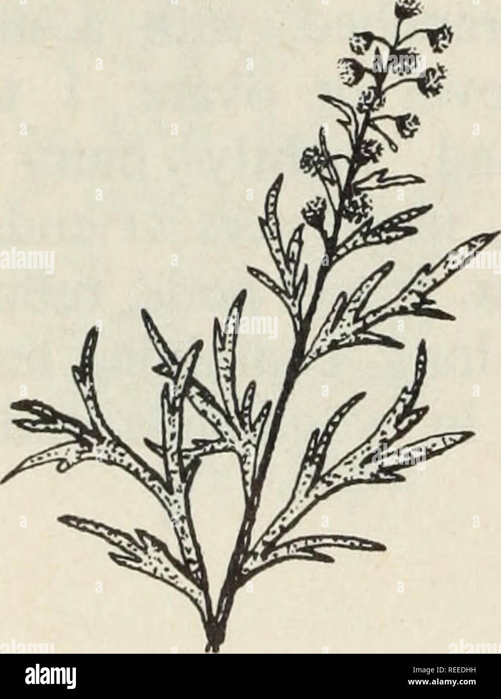 Thick prickly stems hi-res stock photography and images - Alamy