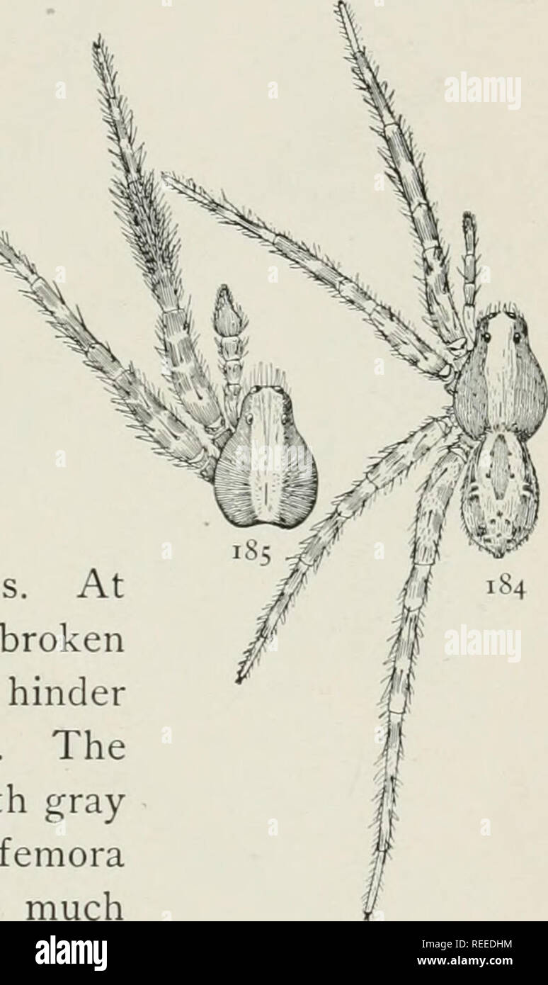 . The common spiders of the United States. Spiders. THE LYCOSID^ 77 and ...