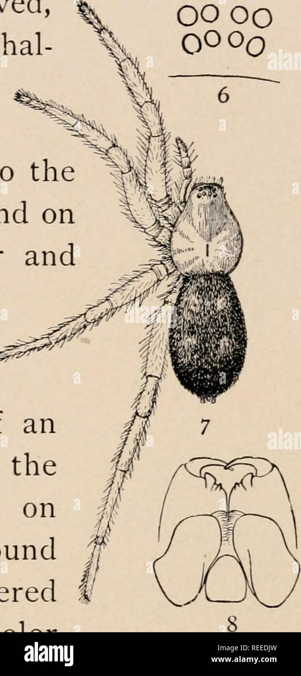 Common oval spider hi-res stock photography and images - Alamy