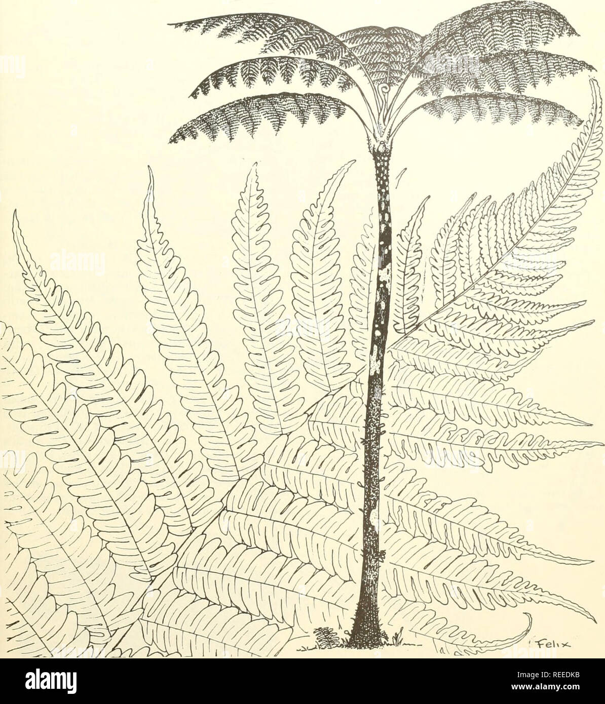 Helecho gigante hi-res stock photography and images - Alamy