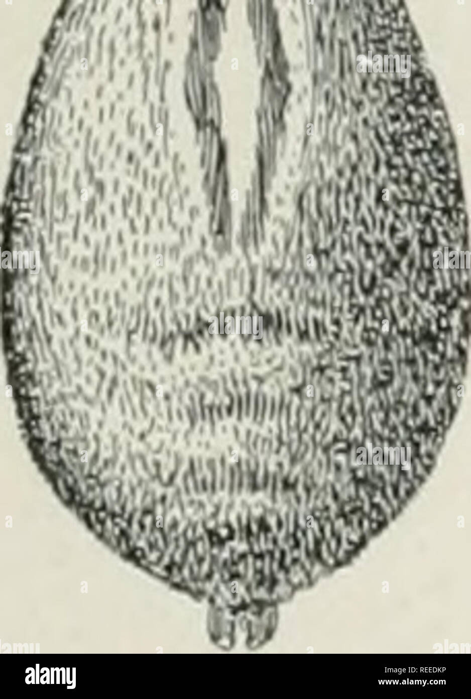 . The common spiders of the United States. Spiders. THE LYCOSID^ 69 ...