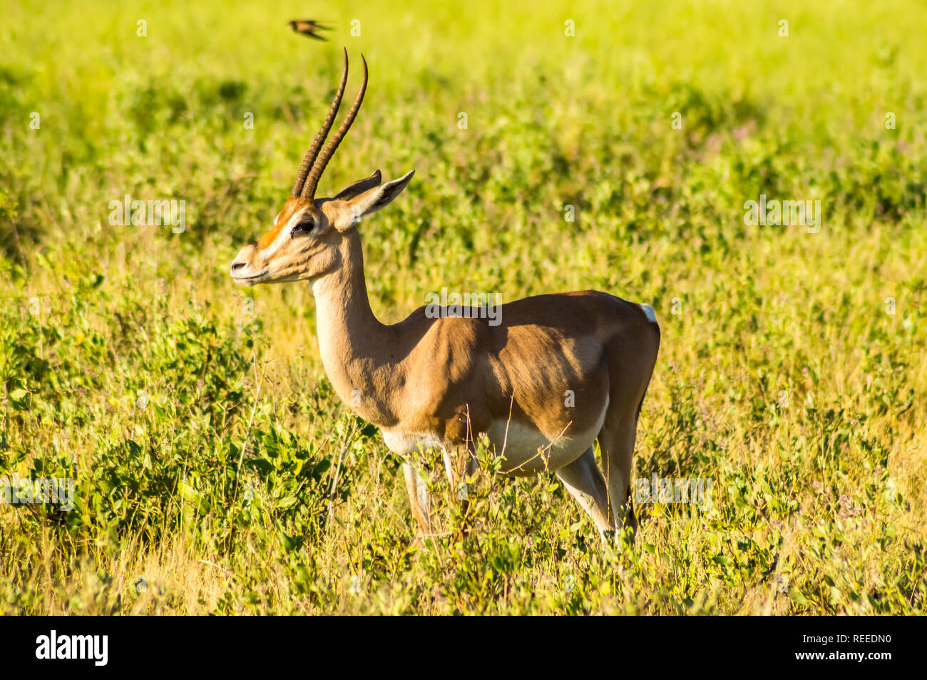 Antelope seen in profile in the savannah of Samburu Park in central ...
