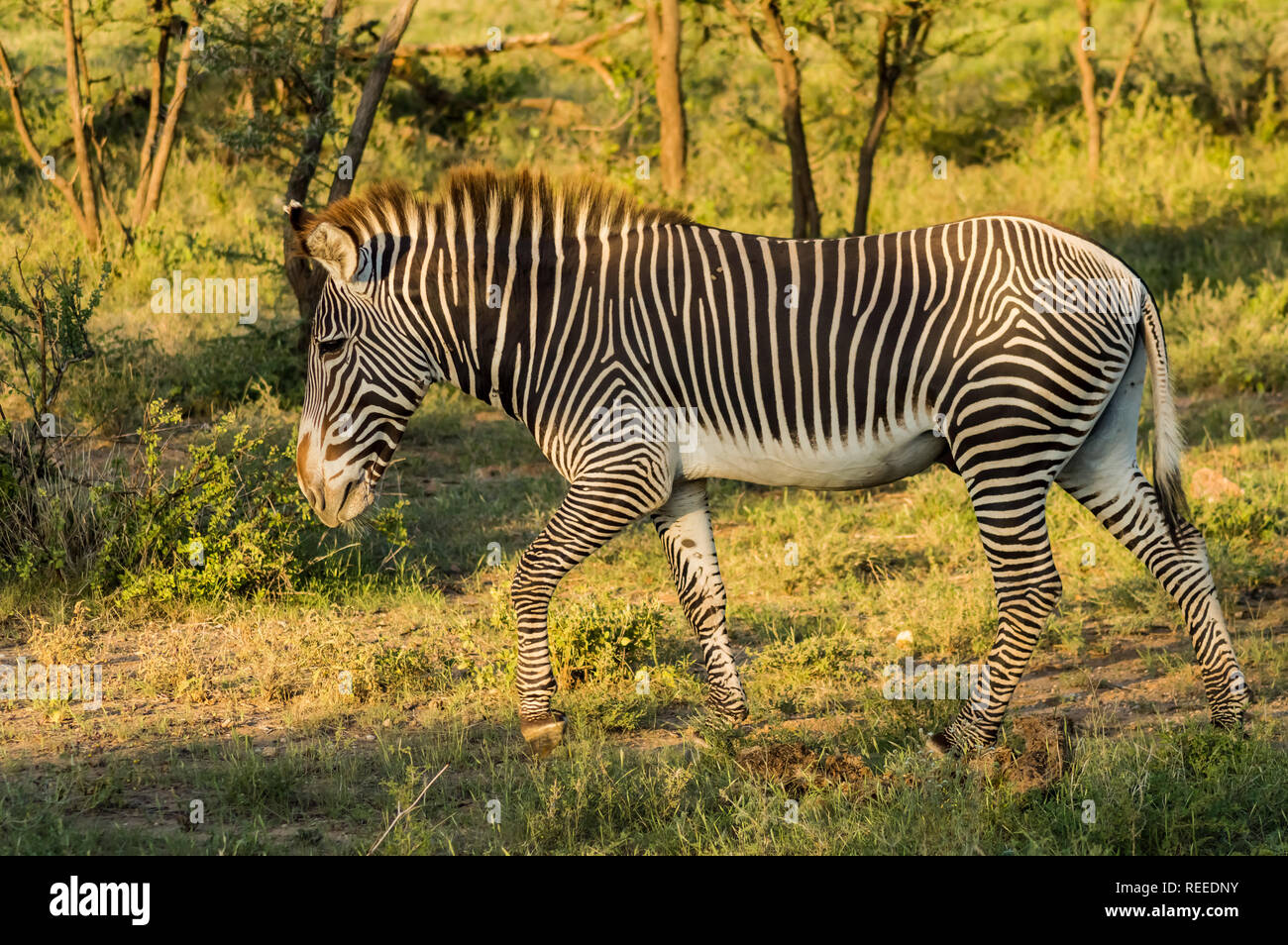 Isolated zebra walking in the savannah of Samburu Park in central Kenya ...