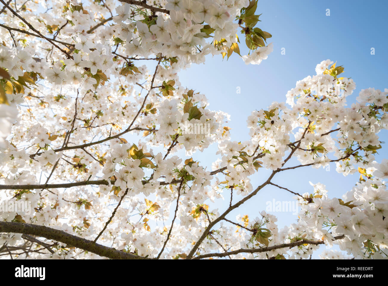 Cherry blossom (Prunus "Tai-haku") against a blue sky in springtime ...