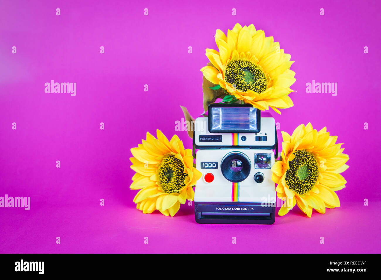 Polaroid photo camera with sunflowers on vibrant pink background Stock ...