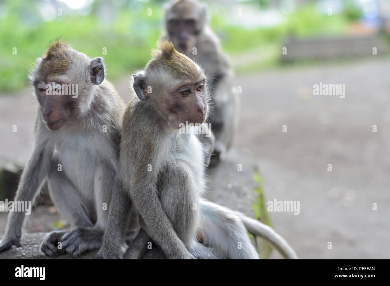 Macaca fascicularis Native Southeast Asia however Stock Photo - Alamy