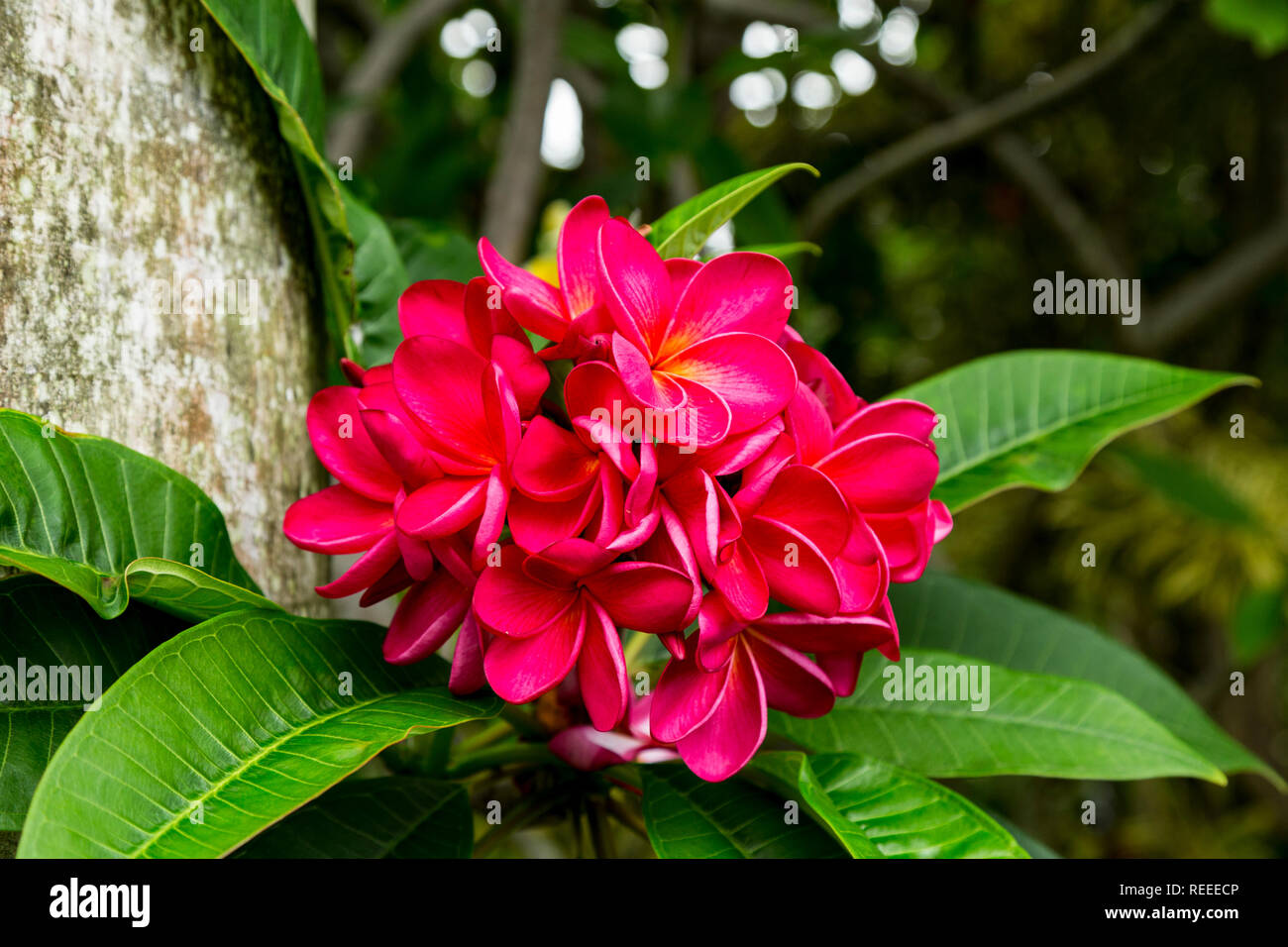 Pink plumeria flowers hi-res stock photography and images - Alamy