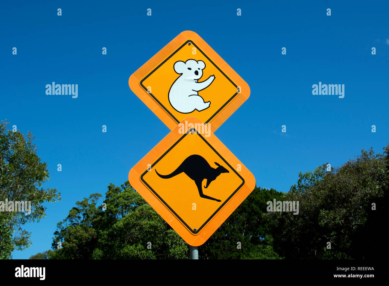 Koalas and kangaroos warning road sign, North Stradbroke Island ...