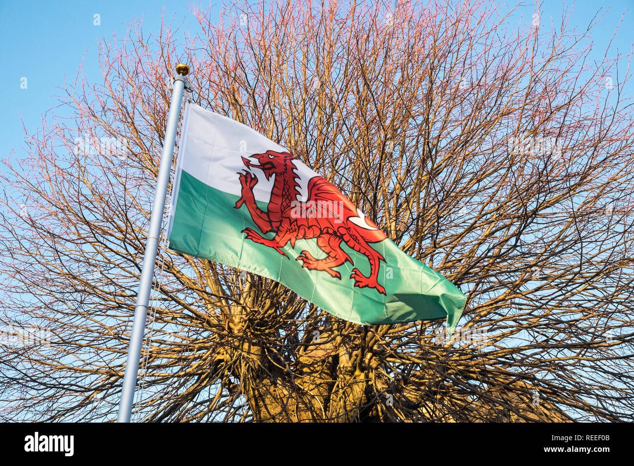 Large welsh flag hi-res stock photography and images - Alamy