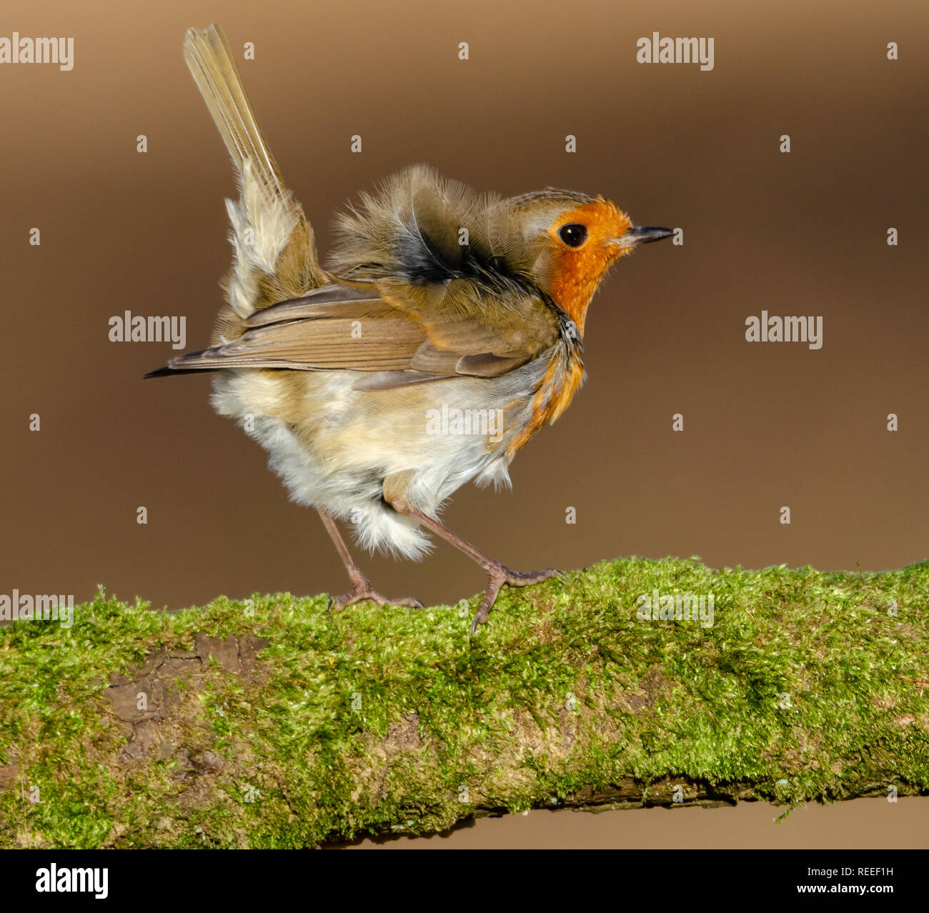 Photo Of A Robin High Resolution Stock Photography and Images - Alamy