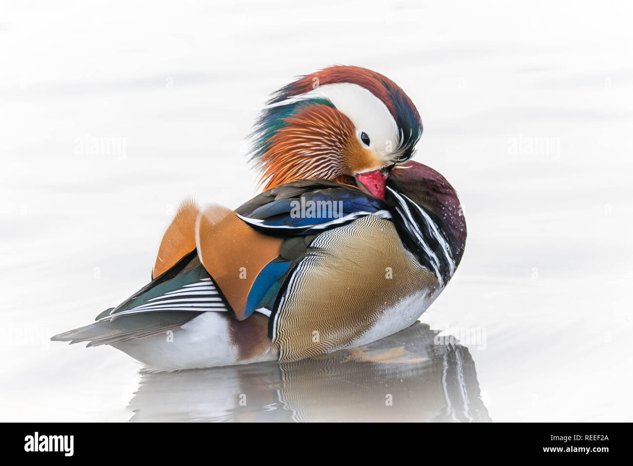 Male madarin duck photos hi-res stock photography and images - Alamy
