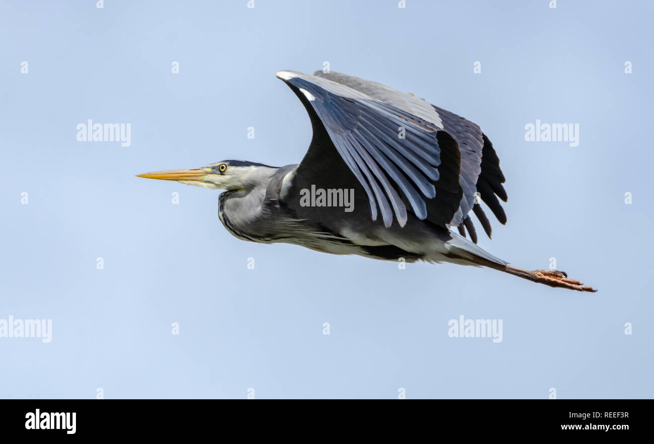 Heron in flight hi-res stock photography and images - Alamy