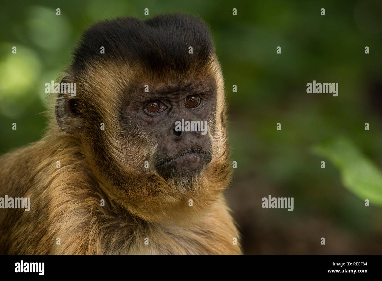 Robust capuchin monkeys in Goiânia, Goiás Stock Photo - Alamy
