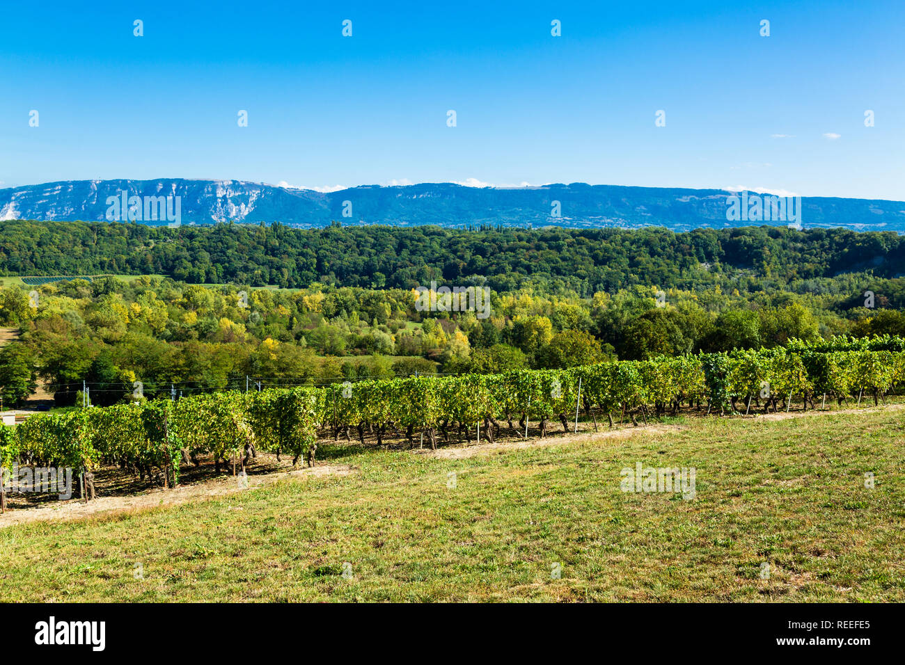 Green landscape in canton hi-res stock photography and images - Alamy