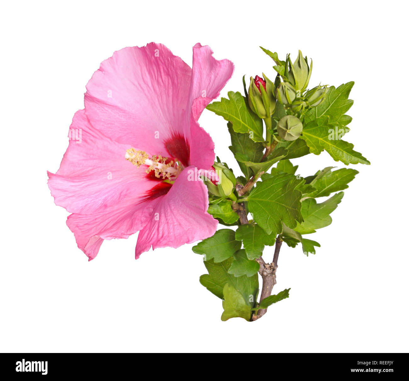 Purple Hawaiian Flower Background