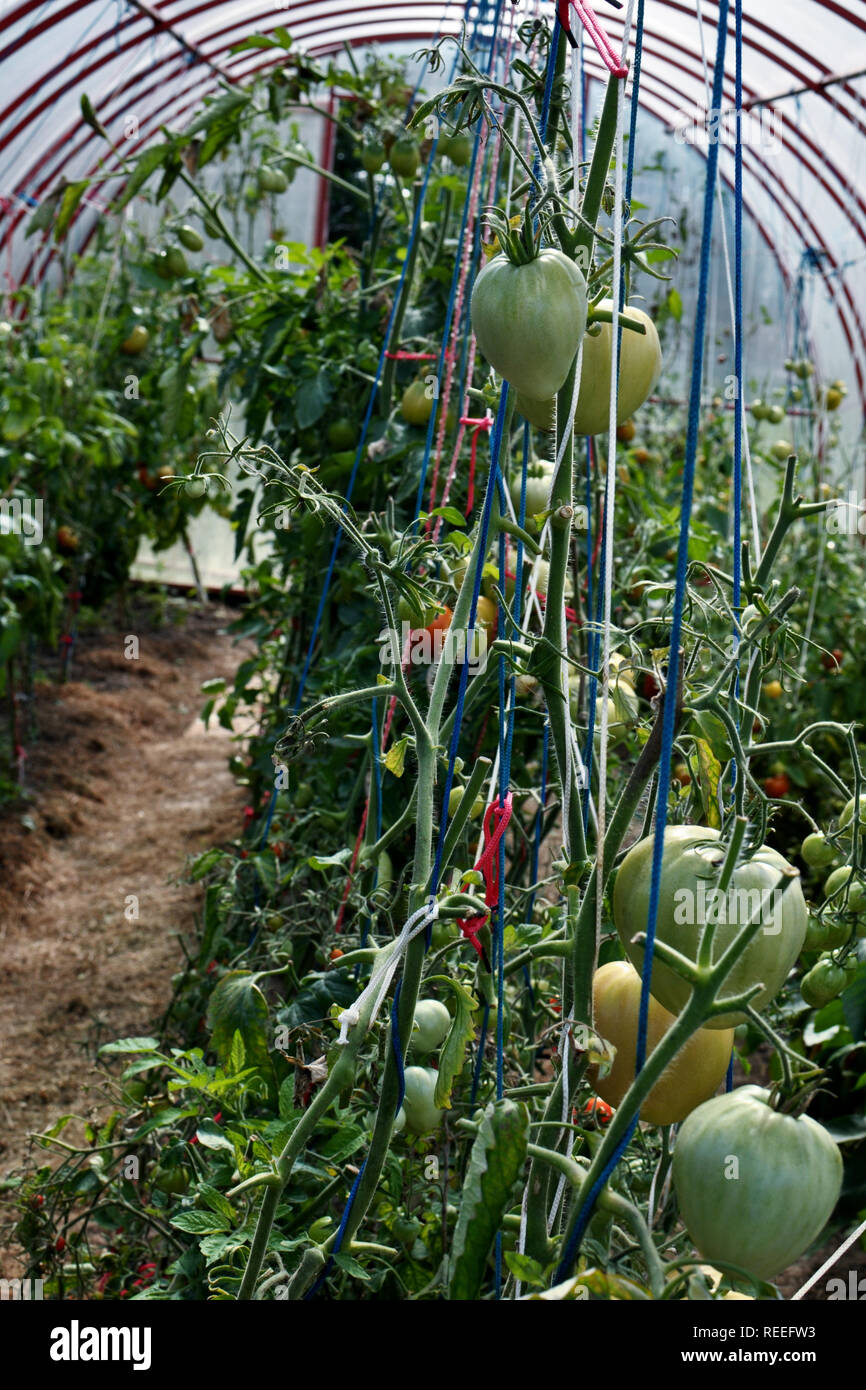 growing tomatoes in a greenhouse, tying green tomatoes with rope Stock ...