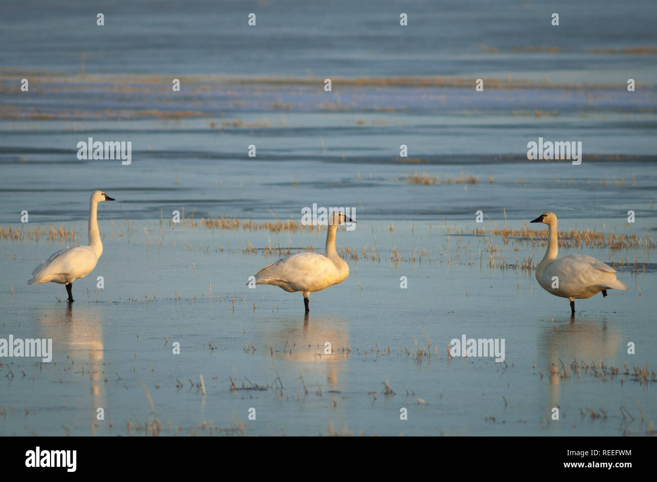Tundra swans at Lower Klamath National Wildlife Refuge, on the Oregon ...