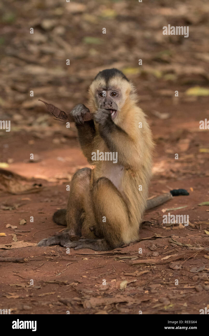Robust capuchin monkeys in Goiânia, Goiás Stock Photo - Alamy
