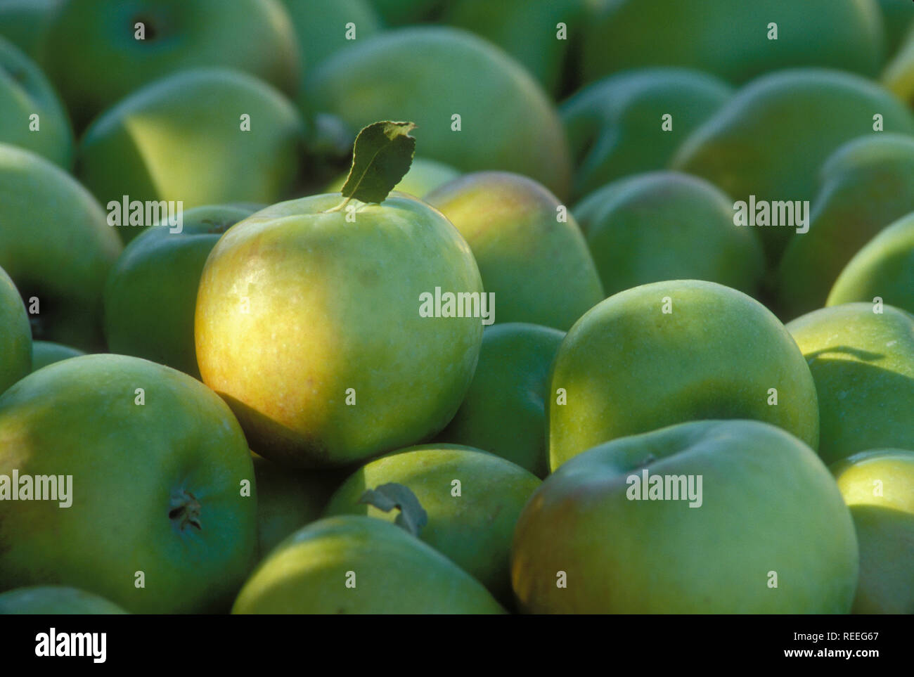 Gravenstein apples, just harvested, at Mt. Hood View Orchards, Hood ...