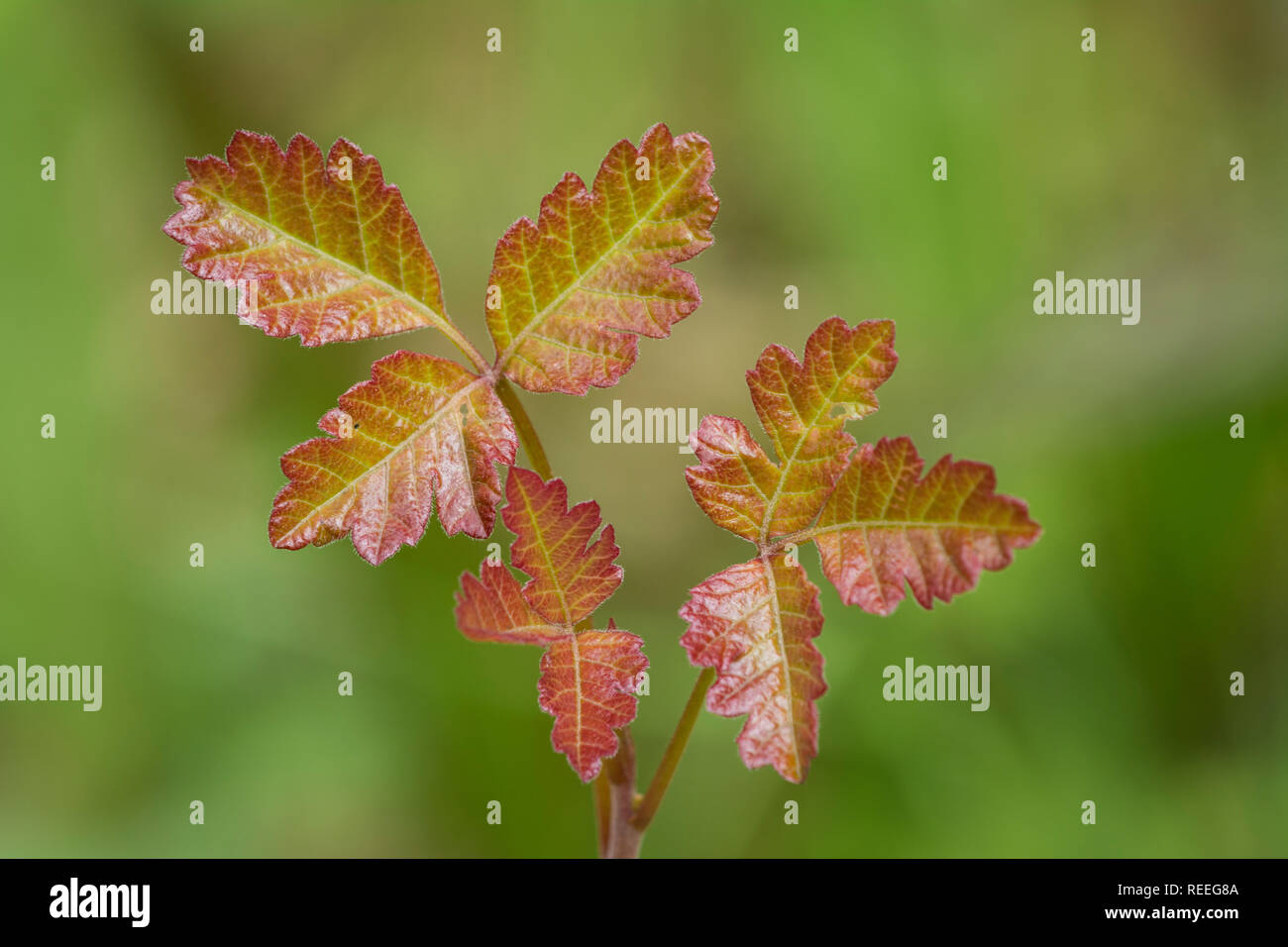 Poison oak hi-res stock photography and images - Alamy