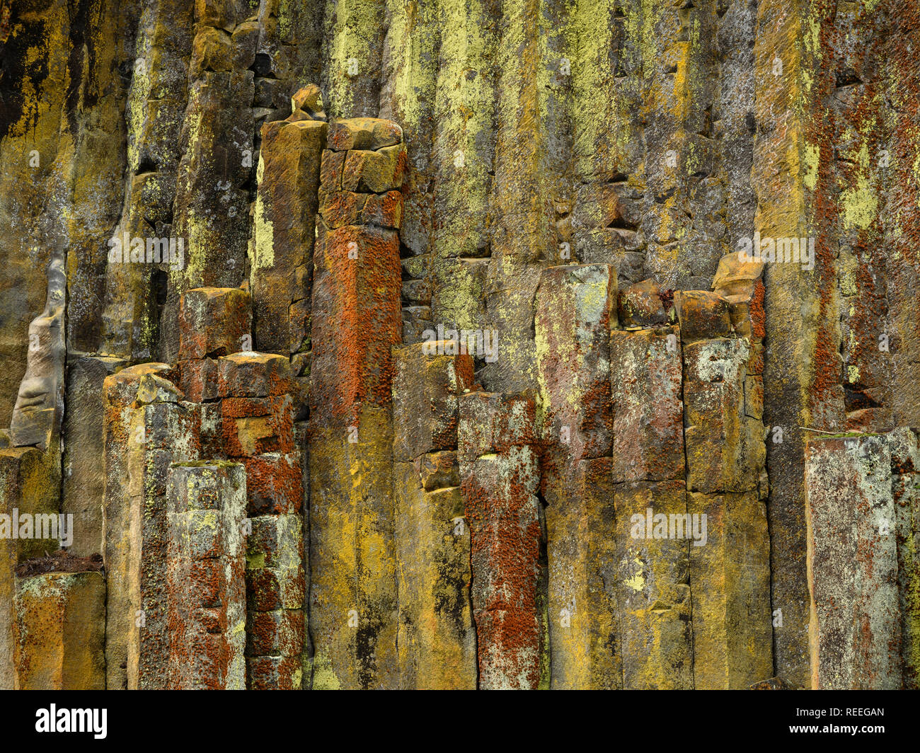 Lichen-covered columnar basalt at Soda Springs on the North Umpqua ...