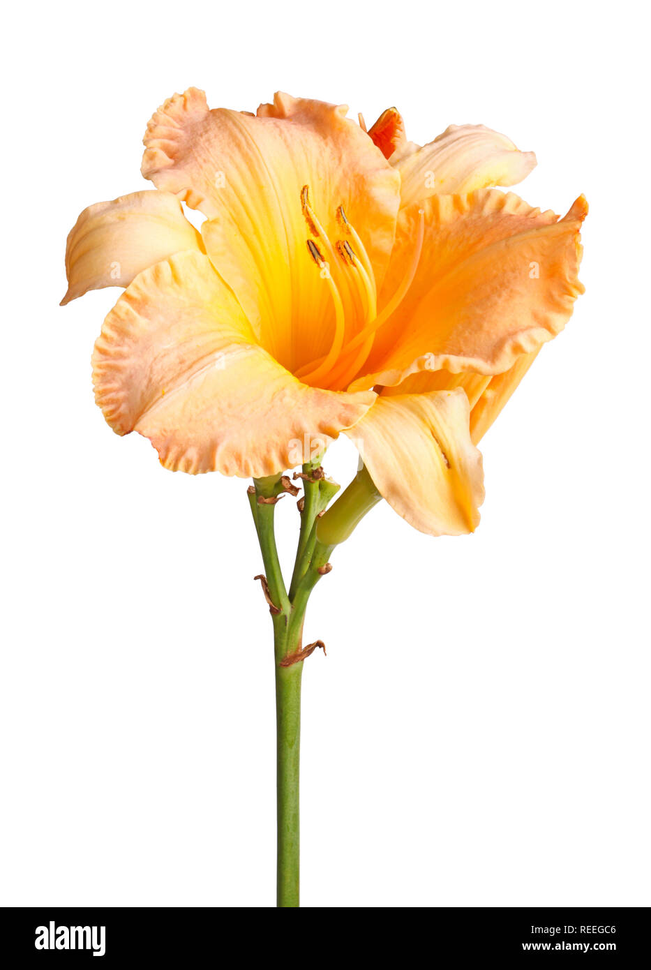 Single stem with an orange and yellow daylily flower pslus unopened ...