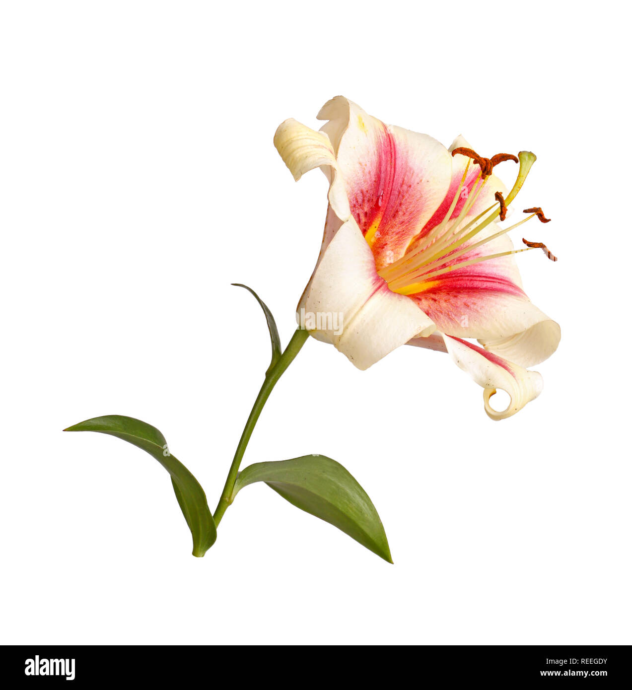 Lily flower background hi-res stock photography and images - Alamy