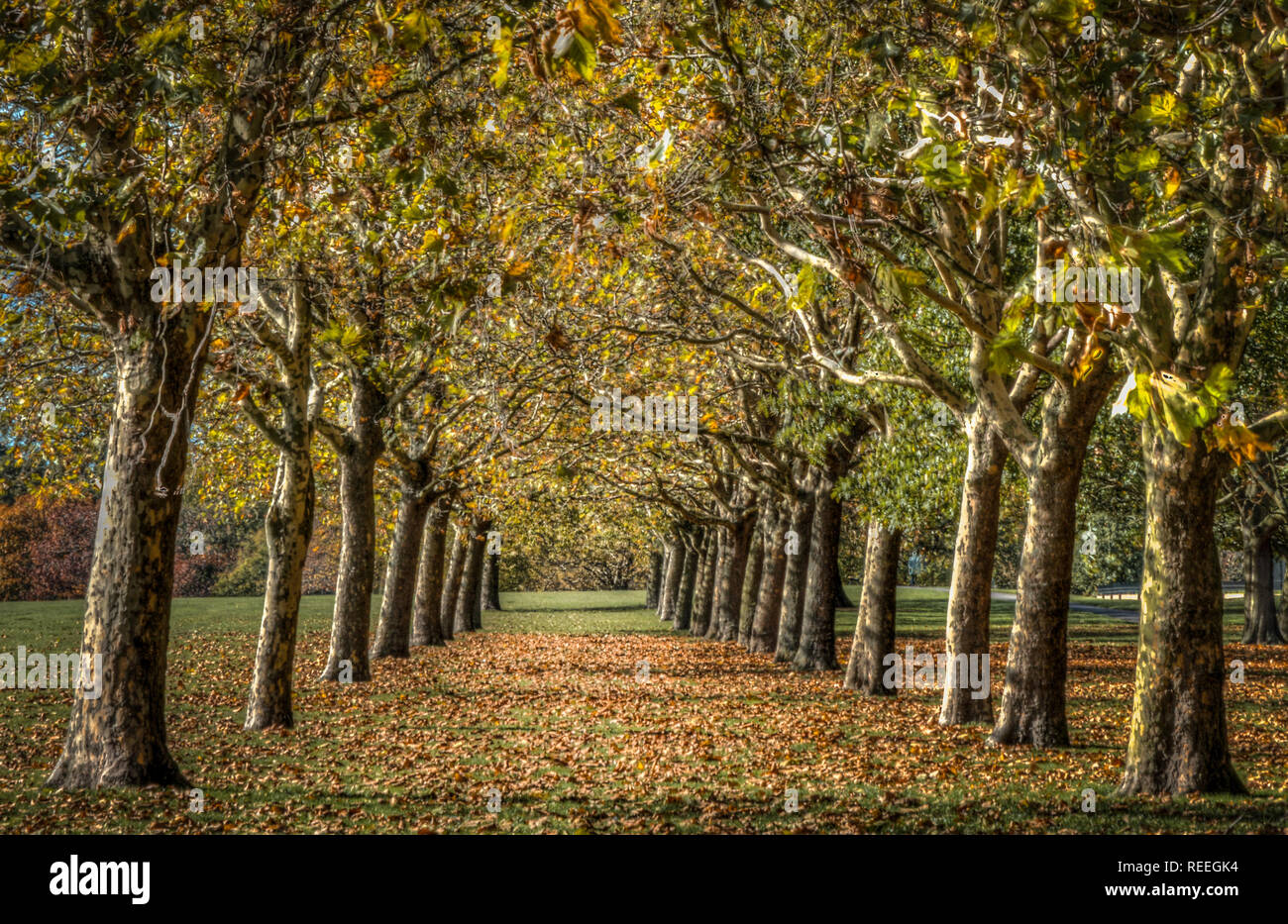 Abstract art photograph of autumn trees converging landscape Stock ...