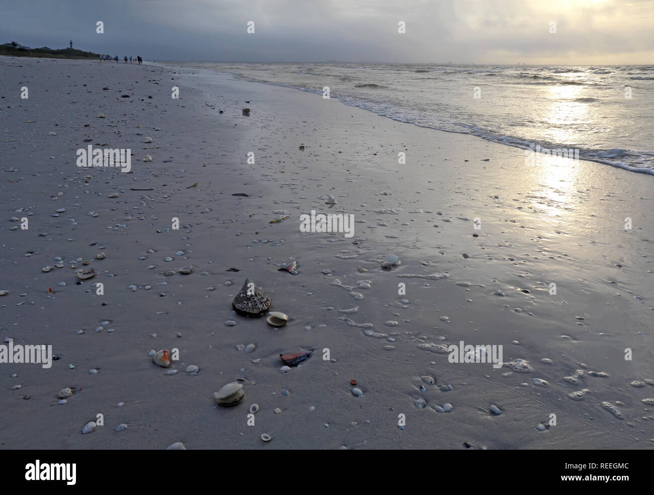 Sanibel island florida and shells hi-res stock photography and images ...