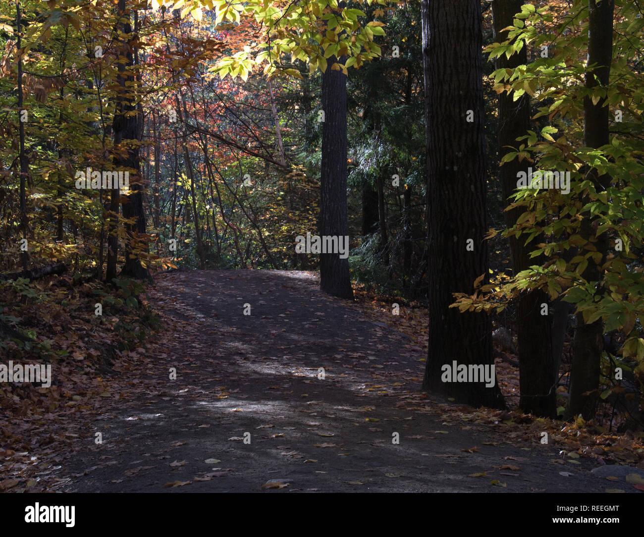 Following the Light Stock Photo - Alamy