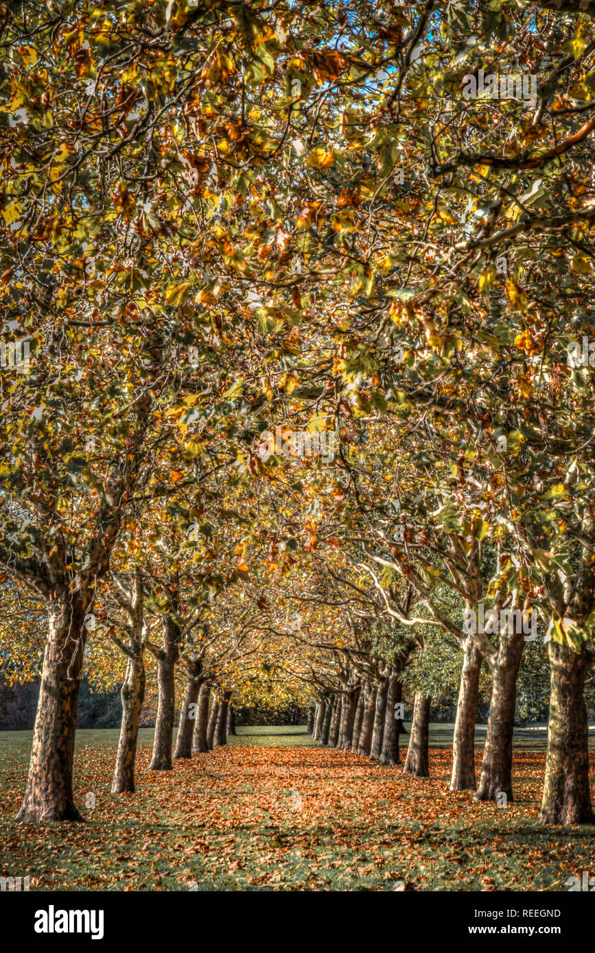 Abstract art photograph of autumn trees converging portrait Stock Photo ...